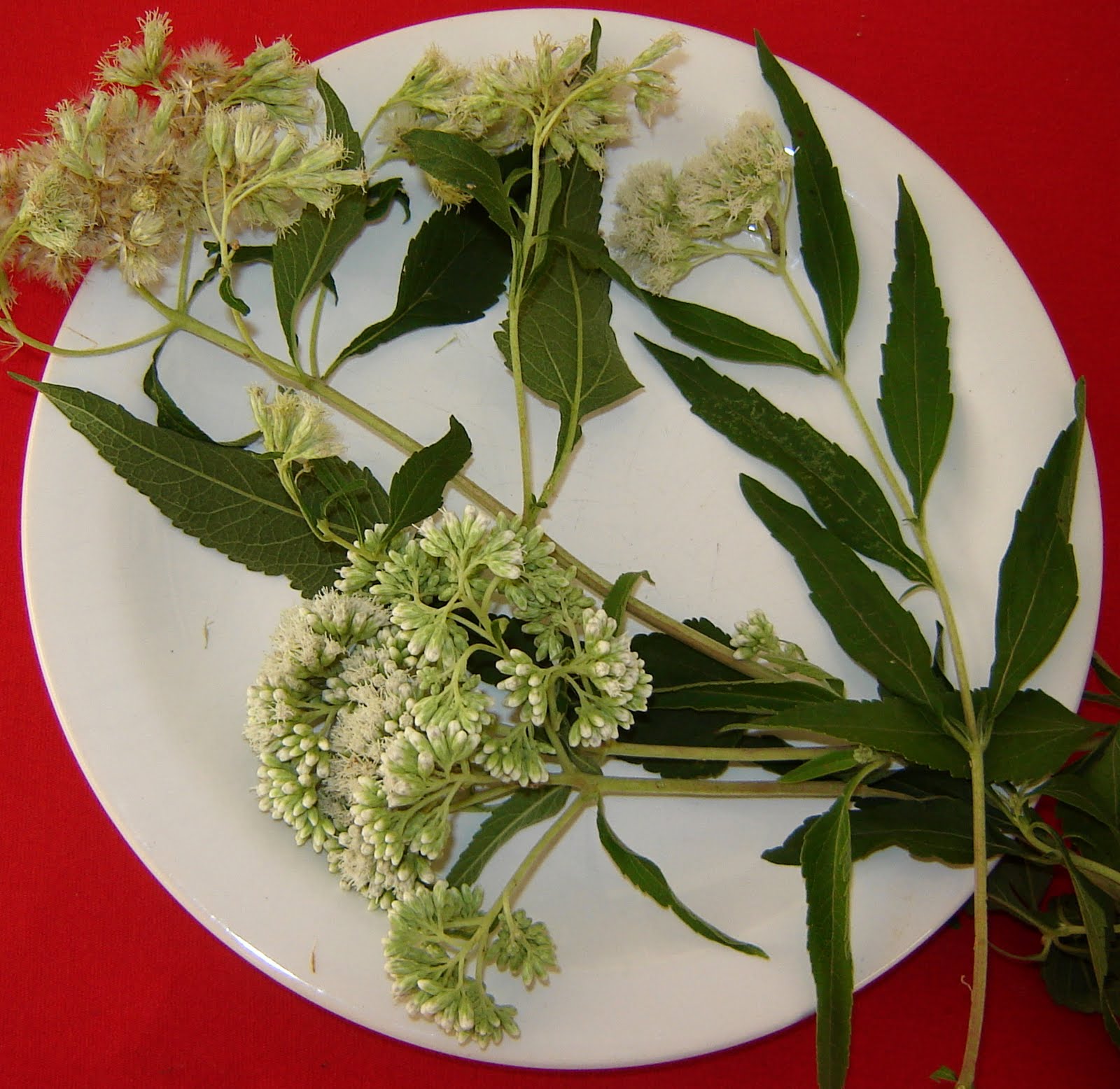 v e r d e c h a c o: Chilca