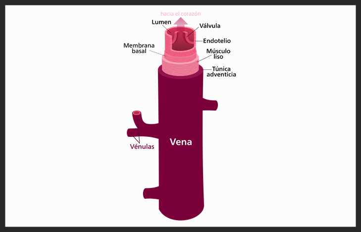 Vena : Pengertian, Struktur, Lapisan, Fungsi, Jenis - cekrisna