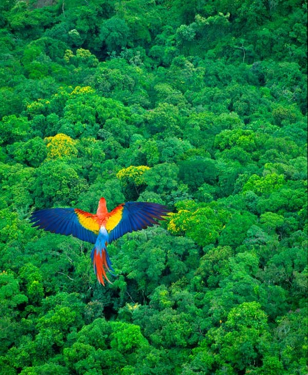 Tipos de selvas ¿Qué es una selva? - Mundo Hispánico™