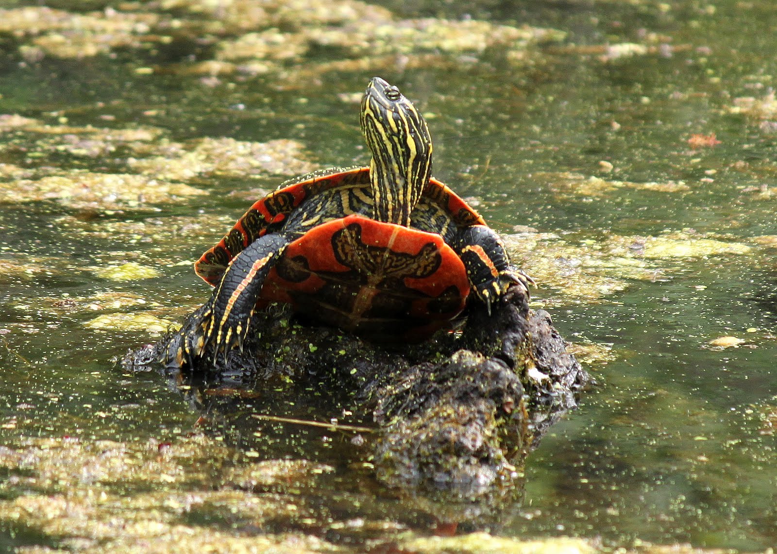 1000+ images about Painted Turtle on Pinterest | Painted turtles, Box ...