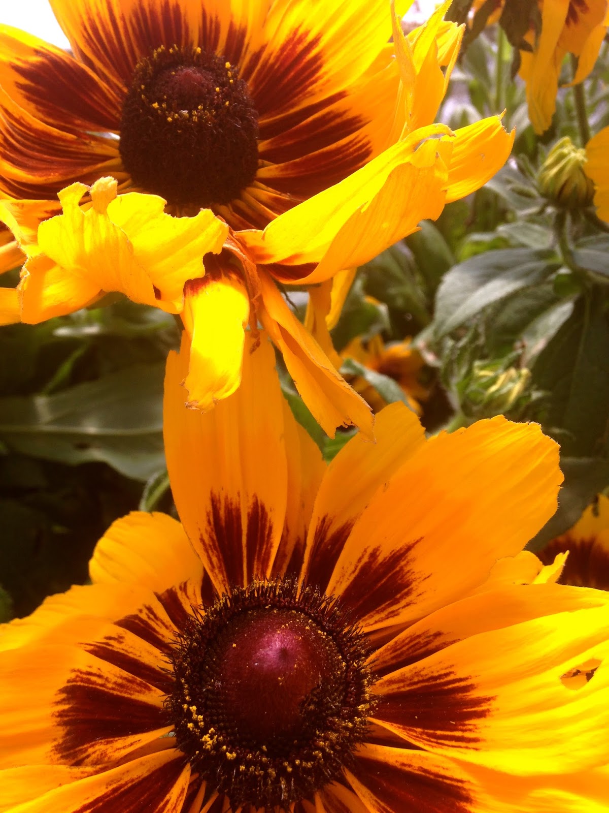 The Garden Gallery: FANTASTIC FLOWERS!!!!!