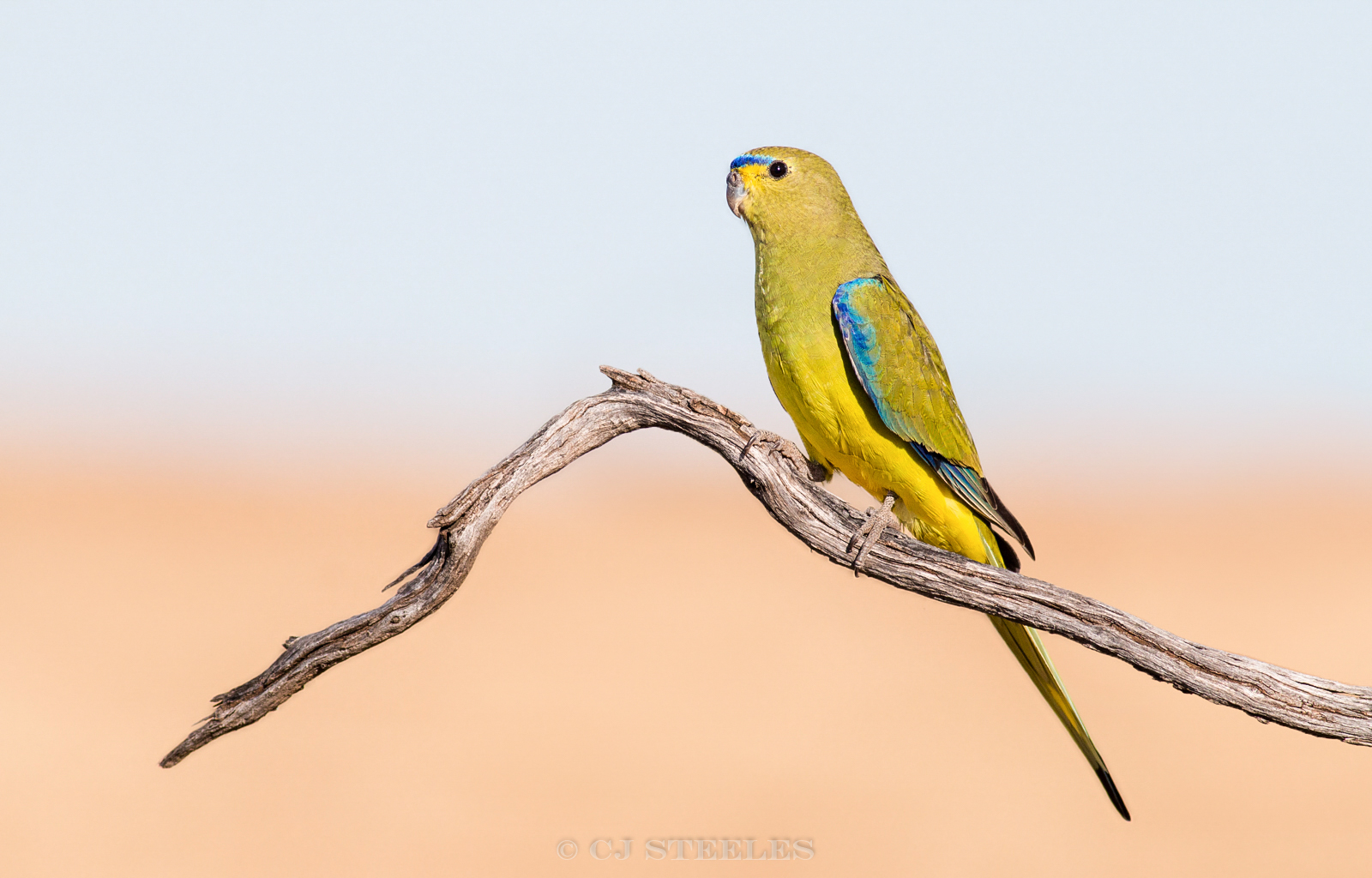 Of Potato weed and Elegant Parrots....