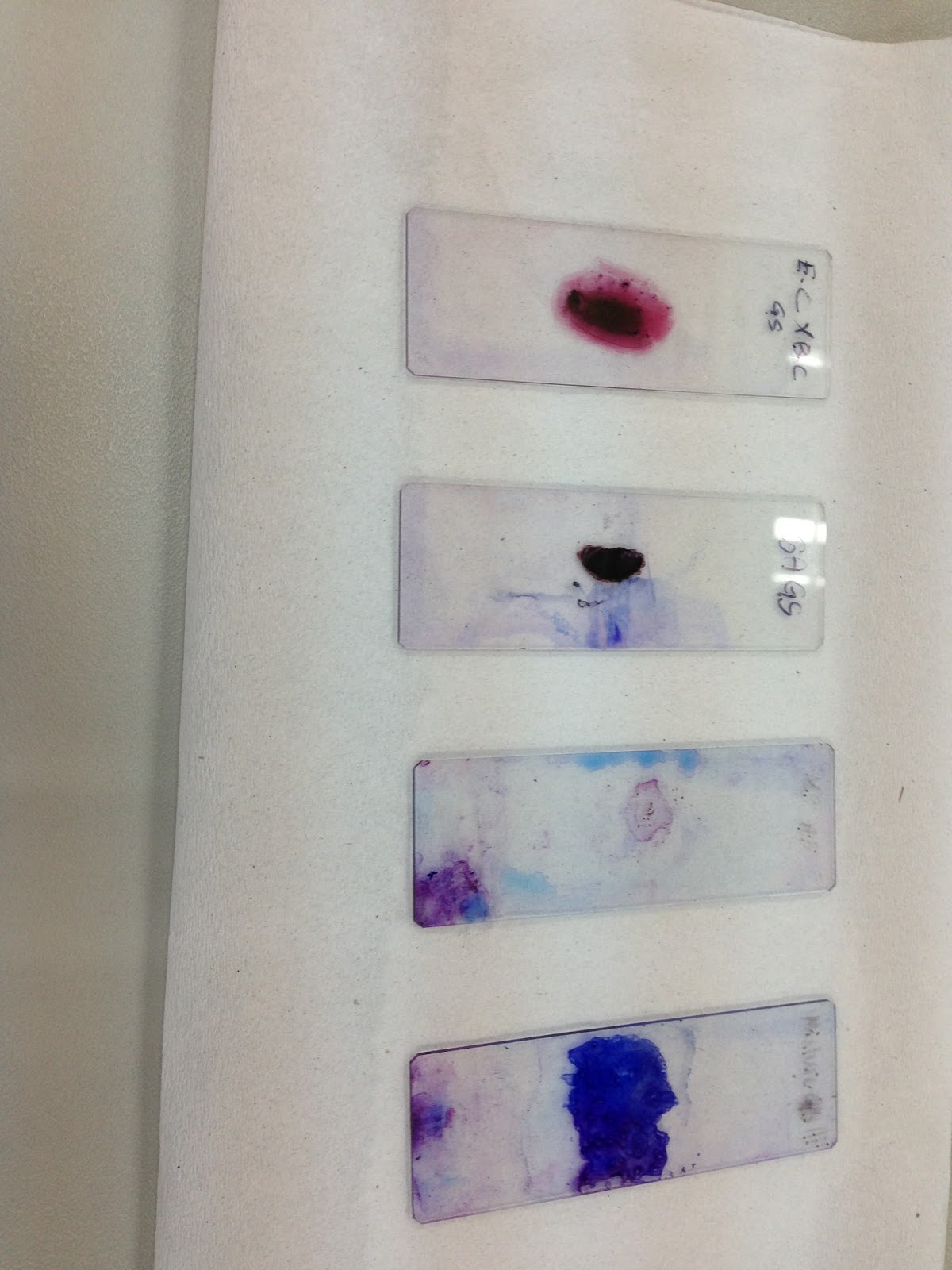 Microbiology : Microbiology Week 7 and Experiments