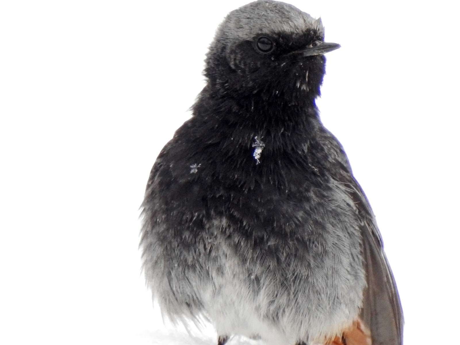 PASARI DIN ROMANIA: CODROS DE MUNTE (1), Phoenicurus ochruros