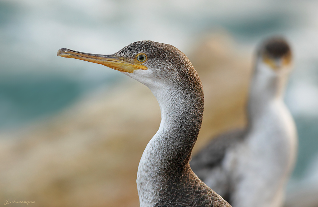 APRENDIENDO: CORMORANES