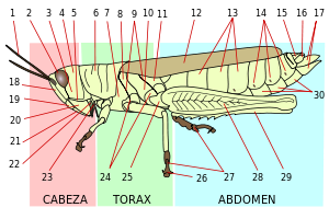 ENTOMOLOGÍA- ORDENES DE INSECTOS : 2017