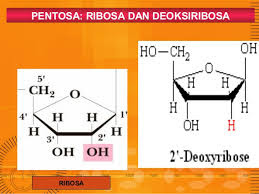 Definisi Ribosa dan deoksiribosa