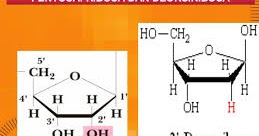Definisi Ribosa dan deoksiribosa