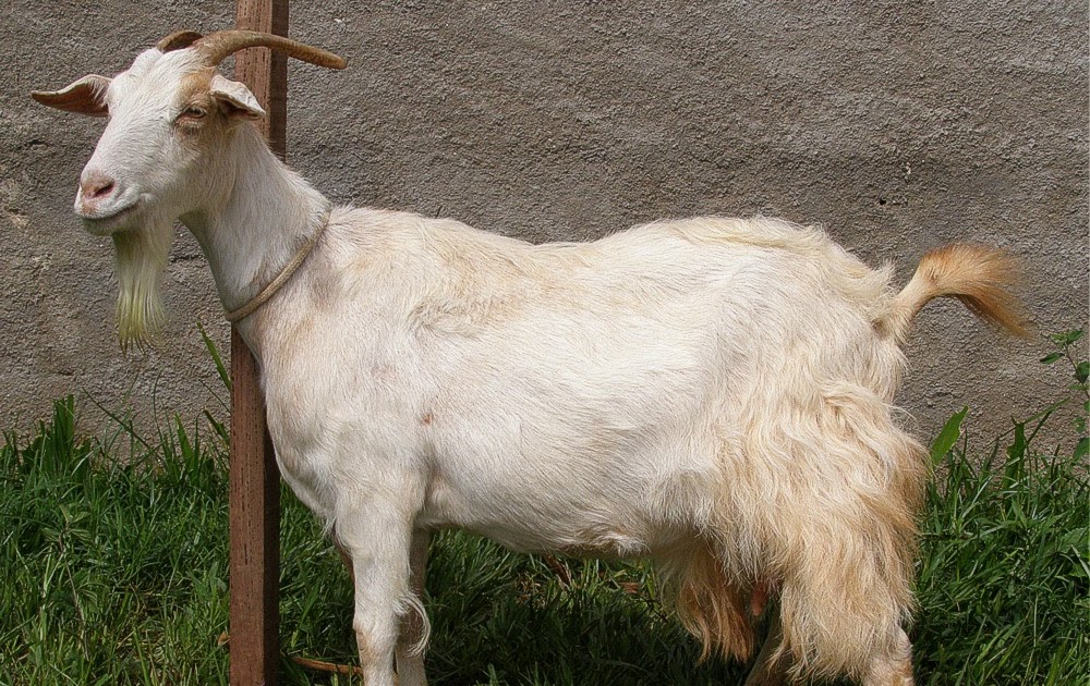 Universo Animal: cabra