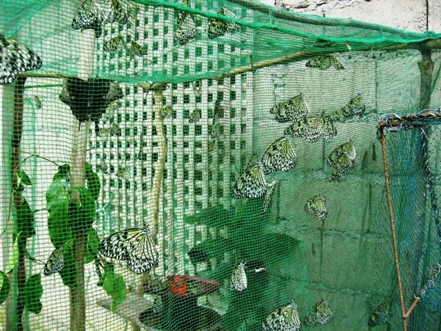 Marinduque Rising: Butterfly releases and cruelty issues