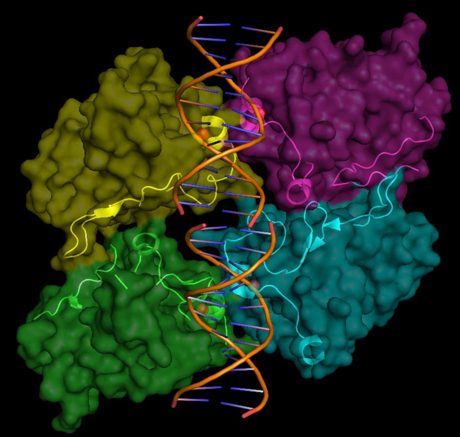 p73 uncovered: Crystallography