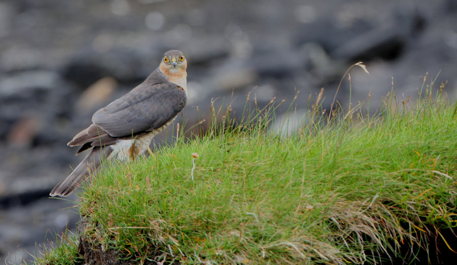 Mandy West Wildlife Photography: Mull Birds