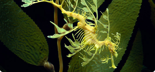 Artes de Pesca: VAMOS A PESCAR DRAGÓN DE MAR