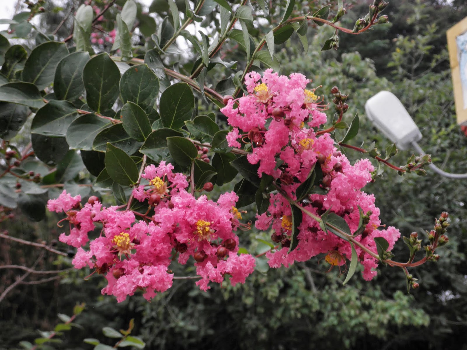Trees, Plants & more: Karanji Lake - Mysore