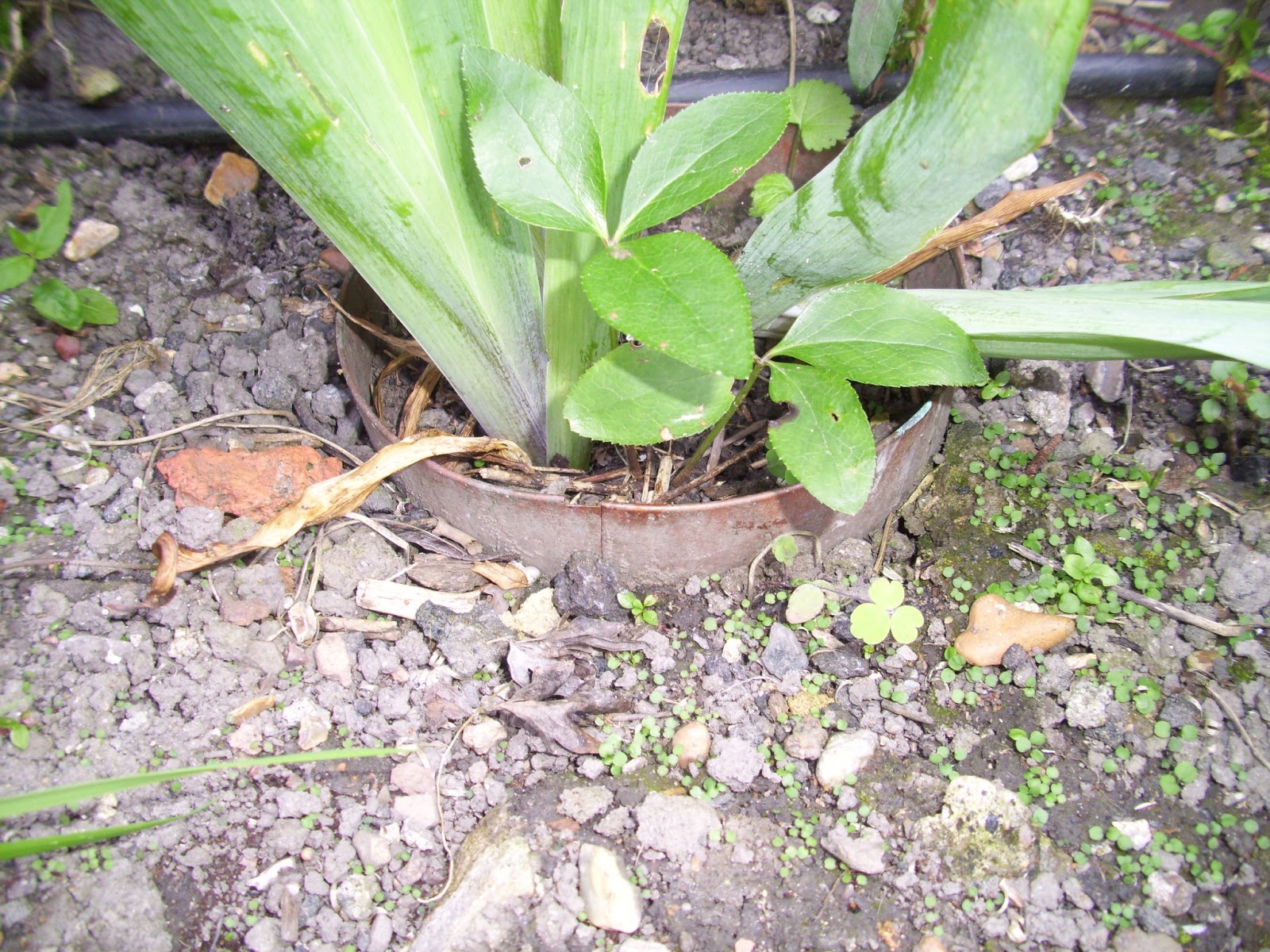 Random Seed Gardener: Environmentally-friendly slug and snail deterrents