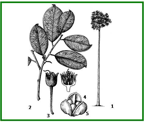 Ramin - Gonystylus Bancanus