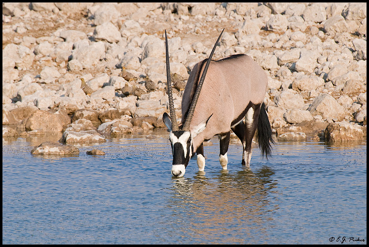 Animals pictures: Oryx (Gemsbok)