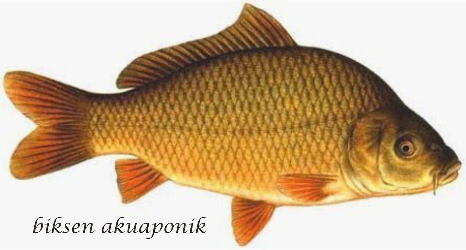 biksen akuaponik: Cara Budidaya Ikan mas ( Cyprinus carpio L)
