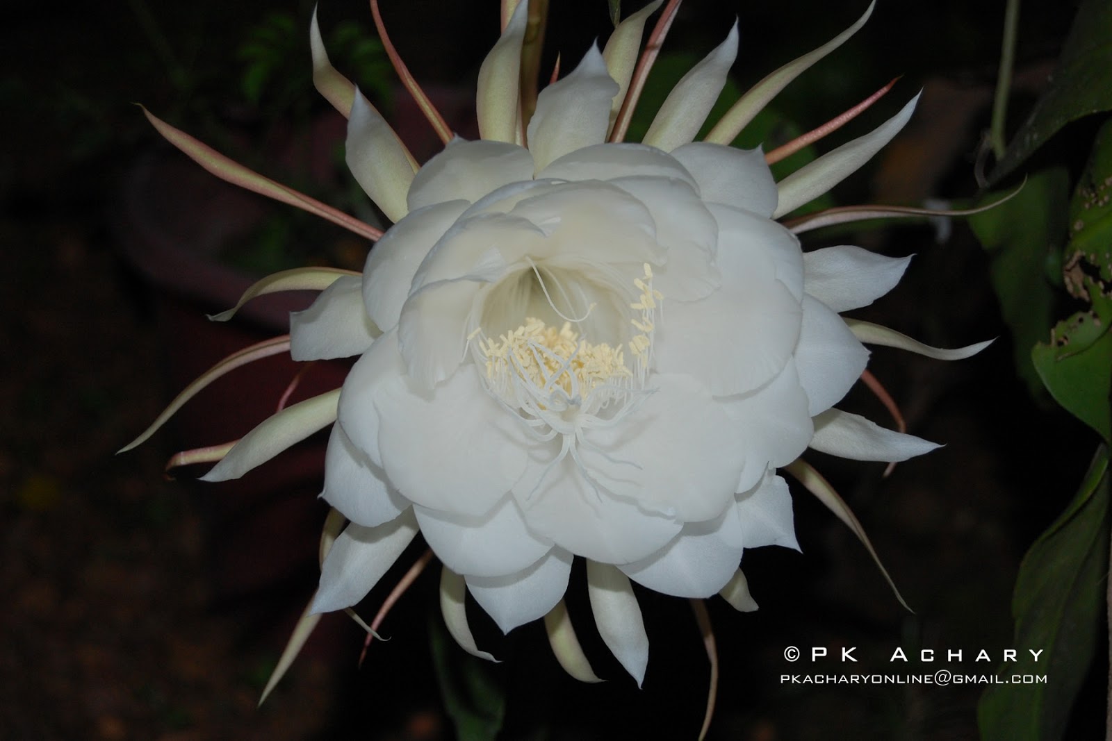 Nature Photos: Epiphyllum Oxypetalum (Nishagandhi / നിശാഗന്ധി) Flower