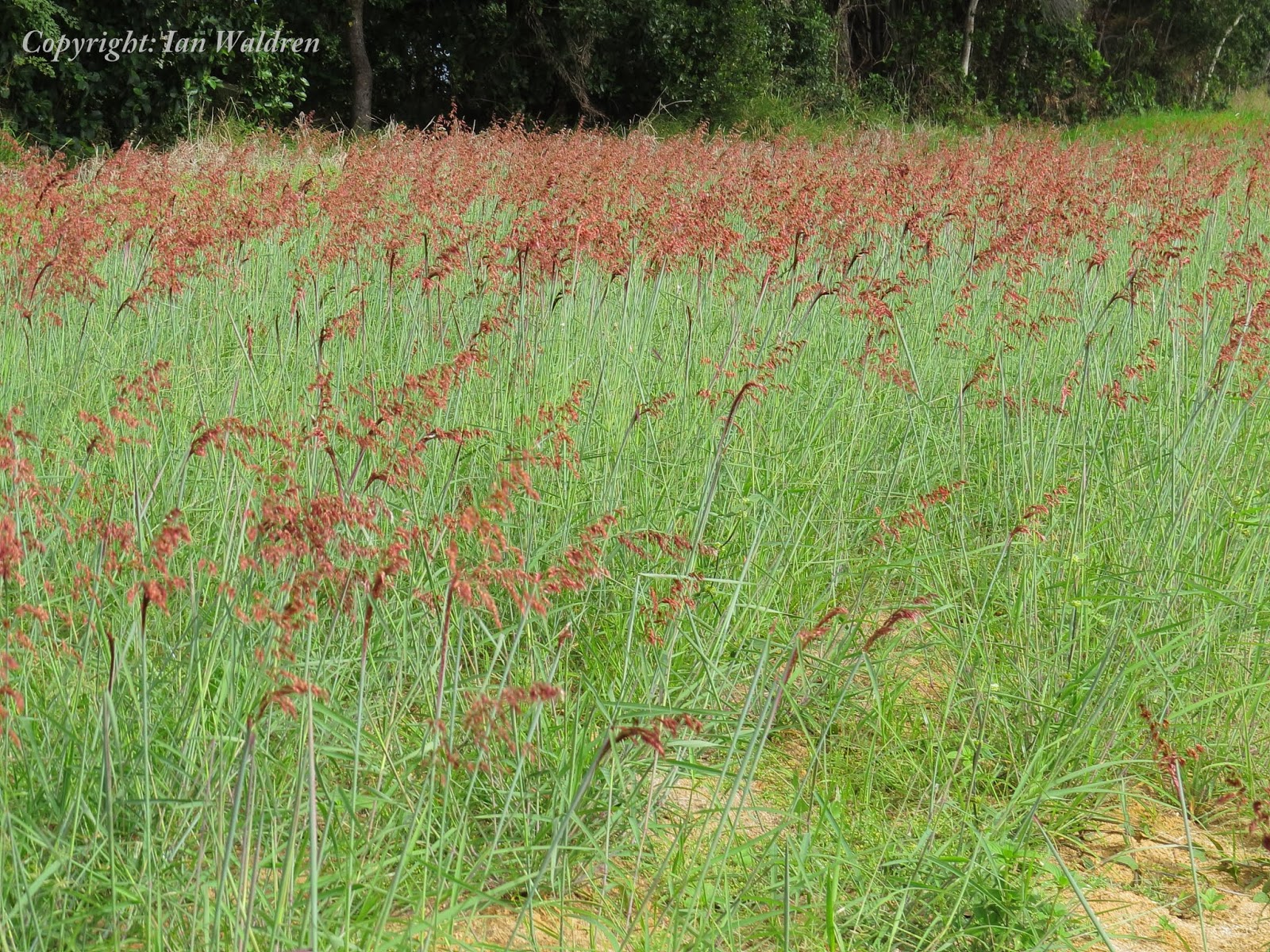 WILD TROPICAL QUEENSLAND: Weeds