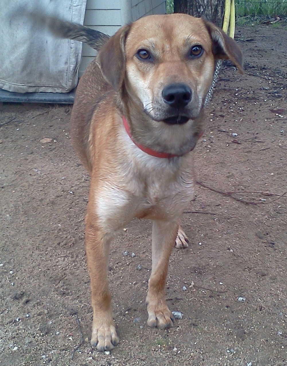 Cantinho dos Animais de Évora: Abril 2018