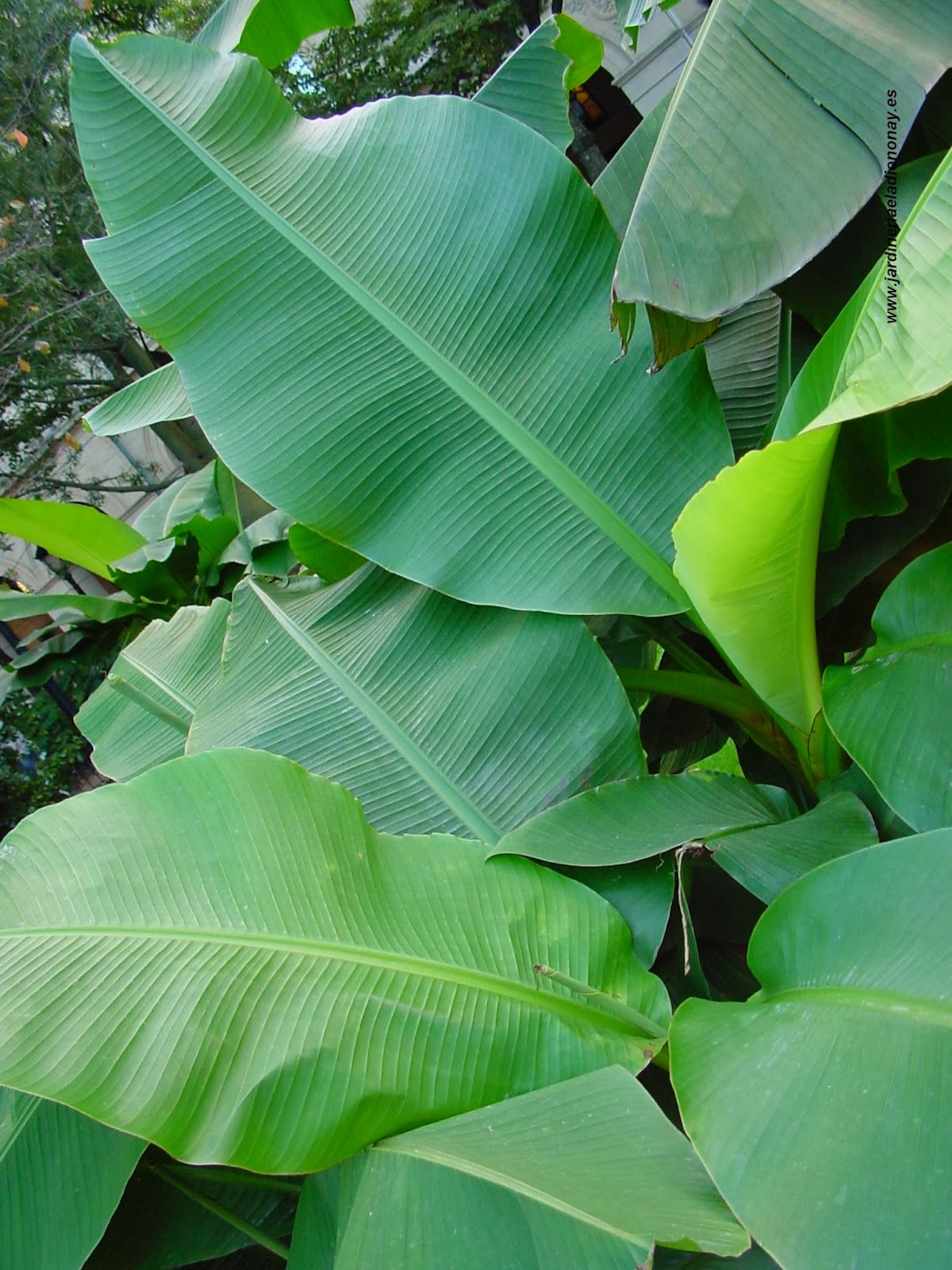 Jardineria Eladio Nonay: BANANERO (Jardinería Eladio Nonay)