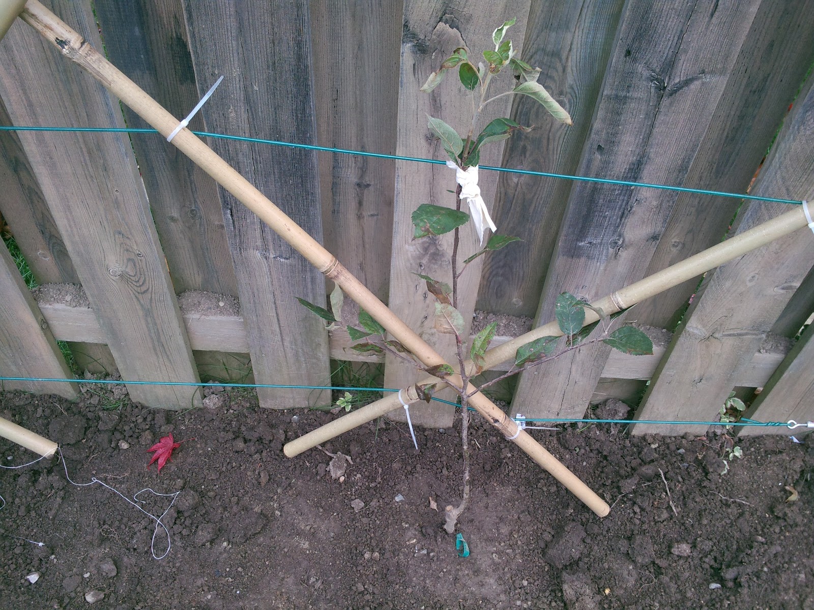 House of Frost: Tree Tying