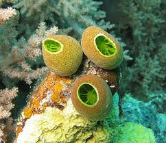 Lecciones de Botánica: Filo Prochlorophyta (Cloroxibacterias)