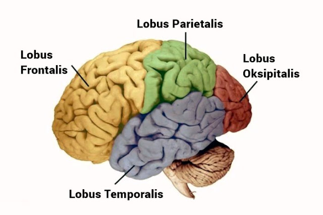 Pembagian Sistem Syaraf Pusat Otak (Ensefalon) : Otak Besar, Serebelum ...
