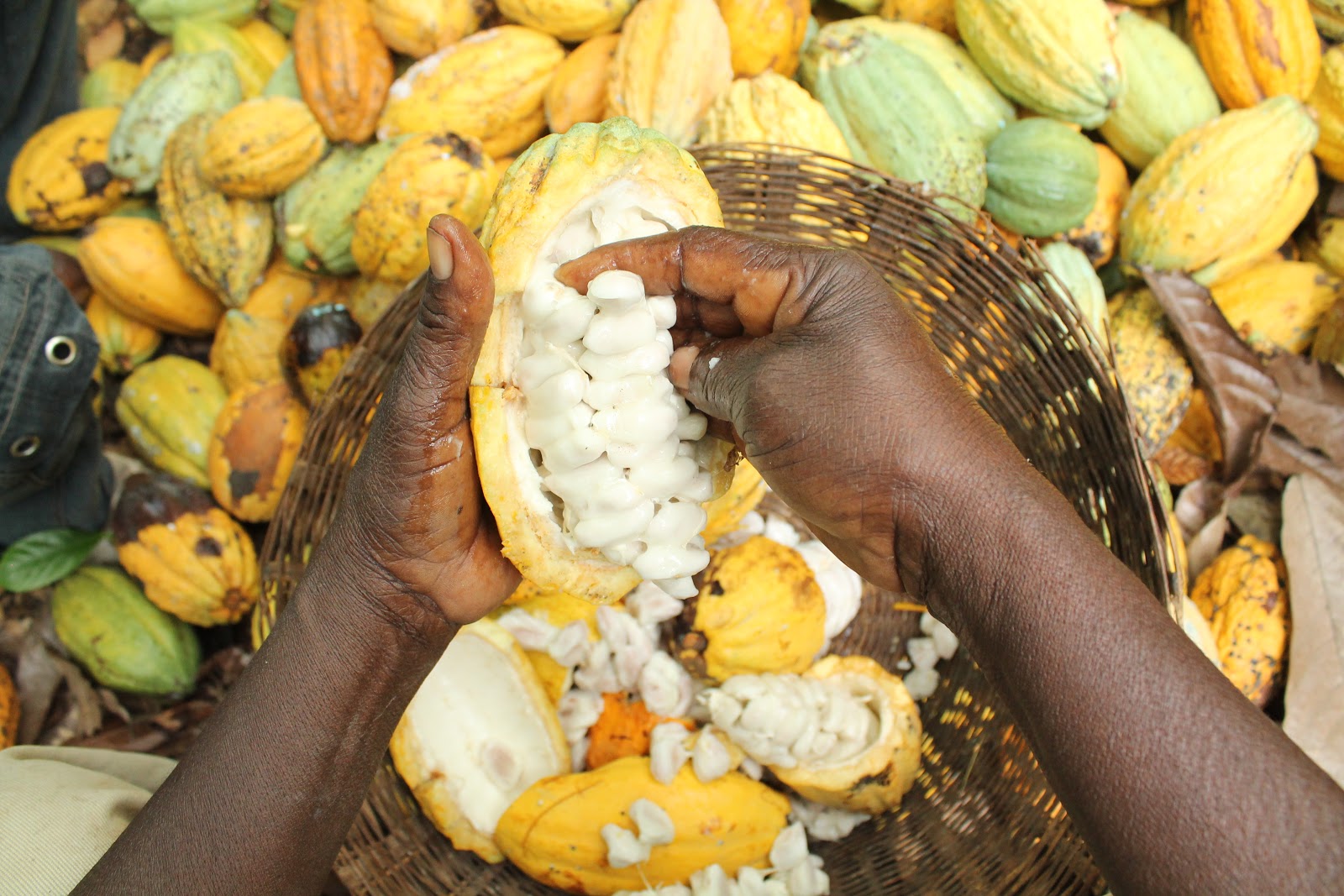Dipa's Daily Dumplings: Theobroma Cocoa, The Food of the Gods
