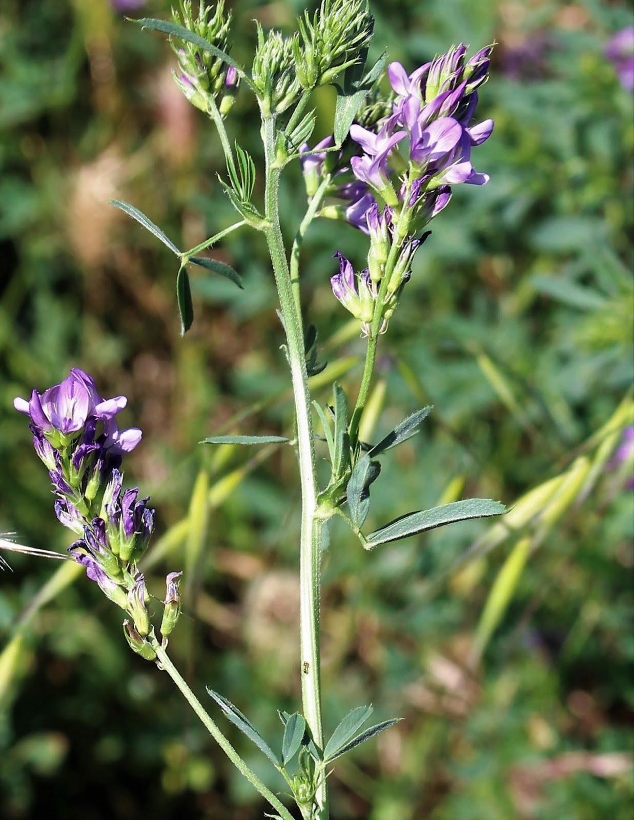 Plantas: Beleza e Diversidade: Luzerna (Medicago sativa)