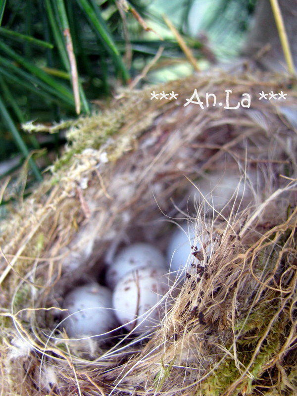 Vse lepote narave: Ptičje gnezdo