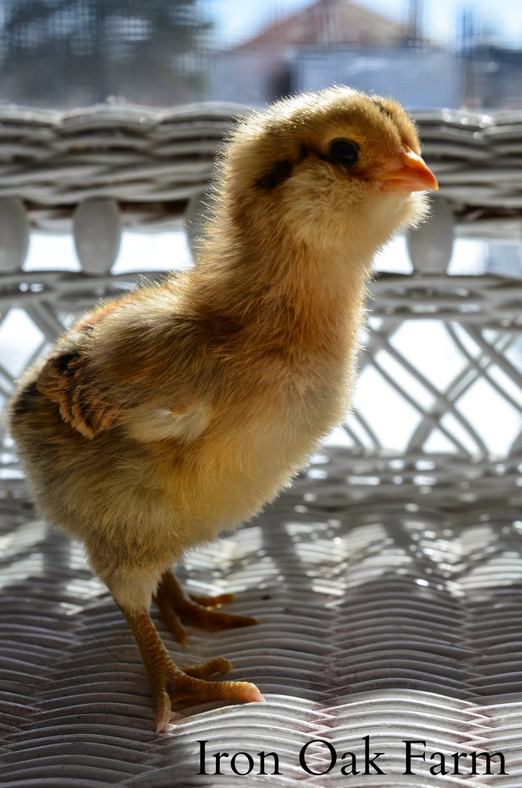 Iron Oak Farm: Chick Breed Profiles
