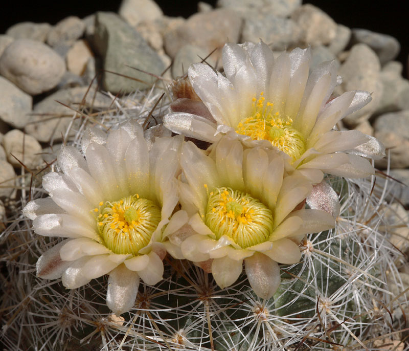Cactus world beauty: Pediocactus simpsonii