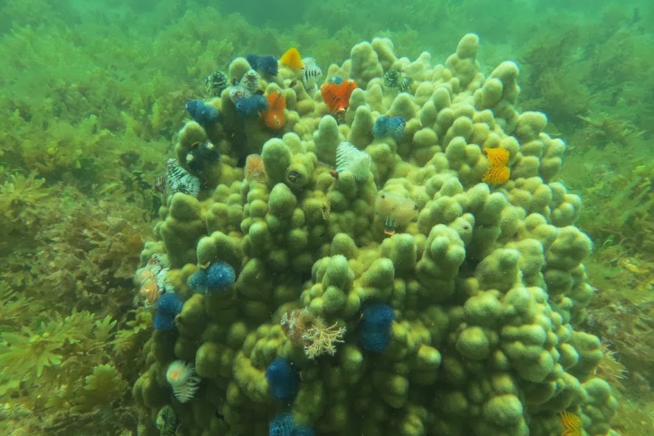 ABC News Watch: coral bleached-odd definition of decimated