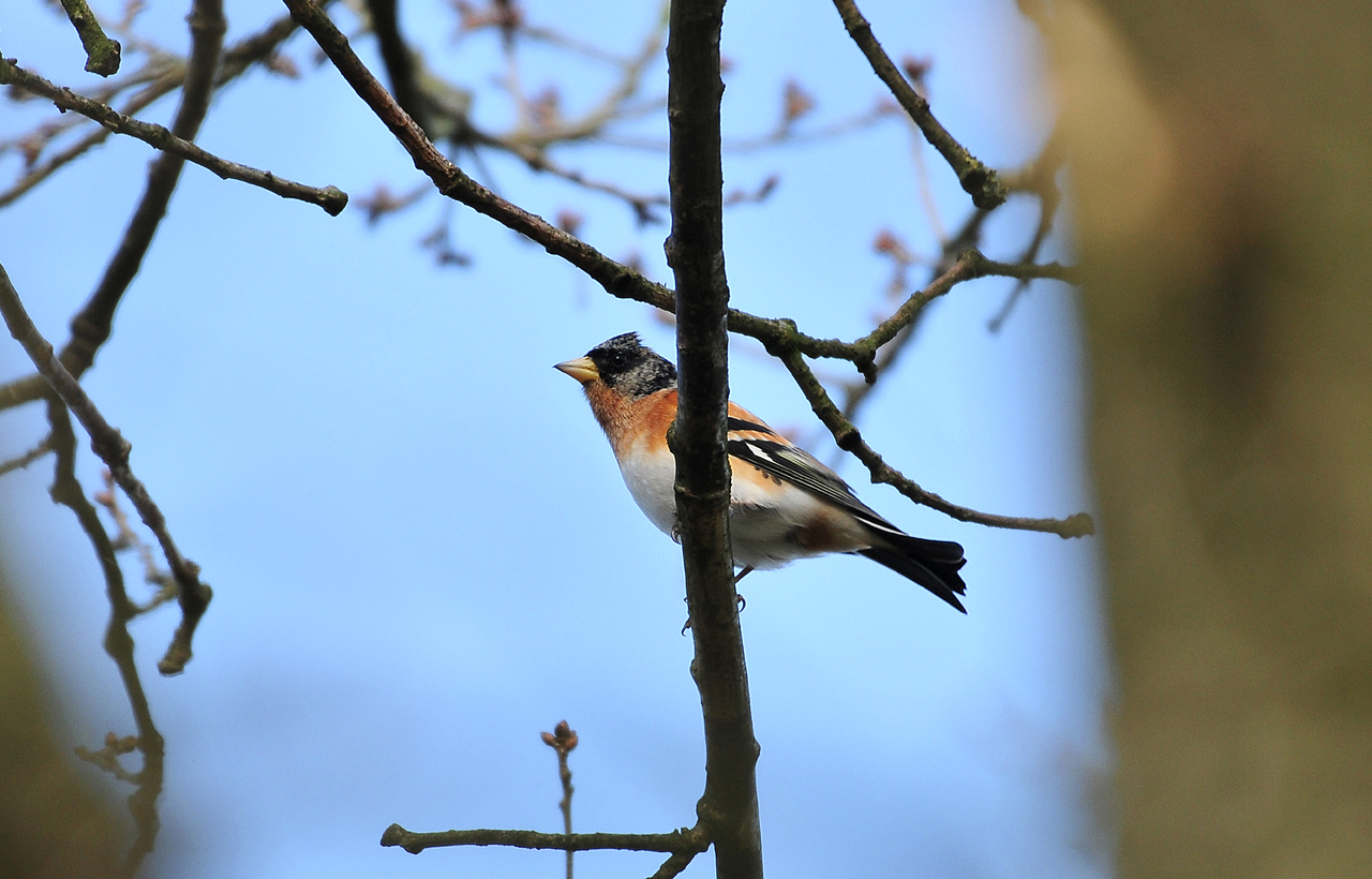 Jozef van der Heijden - Natuurfotografie: De felgekleurde Keep