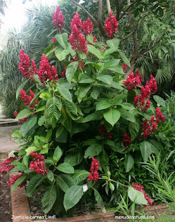 El Jardí de Menuda Natura: Jacobínia