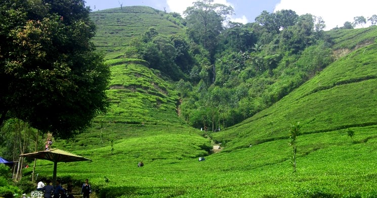 Jalan-jalan ke Kebun Teh dan gua jepang Kaligua Desa Pandansari ...