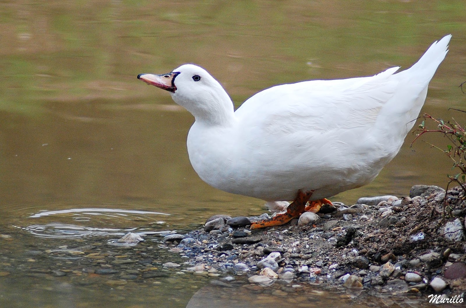 Las excursiones de Murillo "murillonature": Algunas fotos mas de patos ...