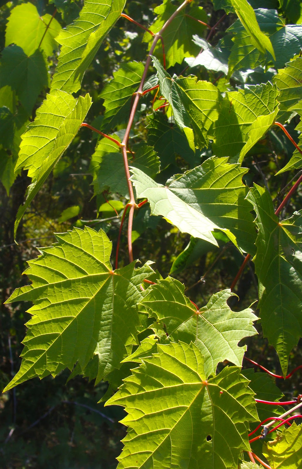 Urth Picture Post: Ferry Bluff on the Wisconsin River