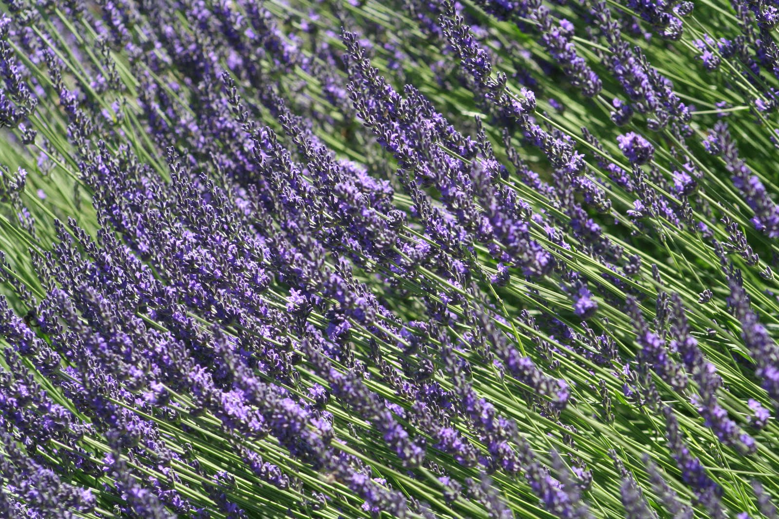 Provence Tayl's: The Lavender season approaches!