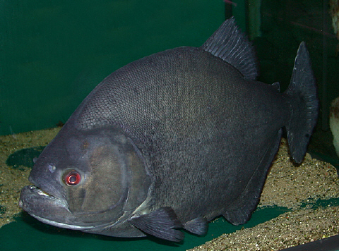Piranha