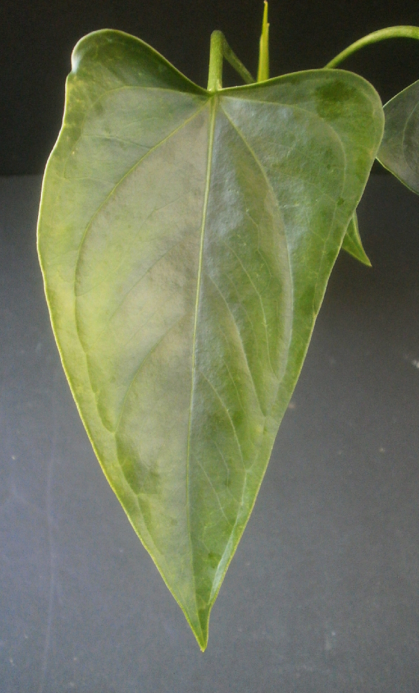 Plants are the Strangest People: 09/01/2017 - 10/01/2017