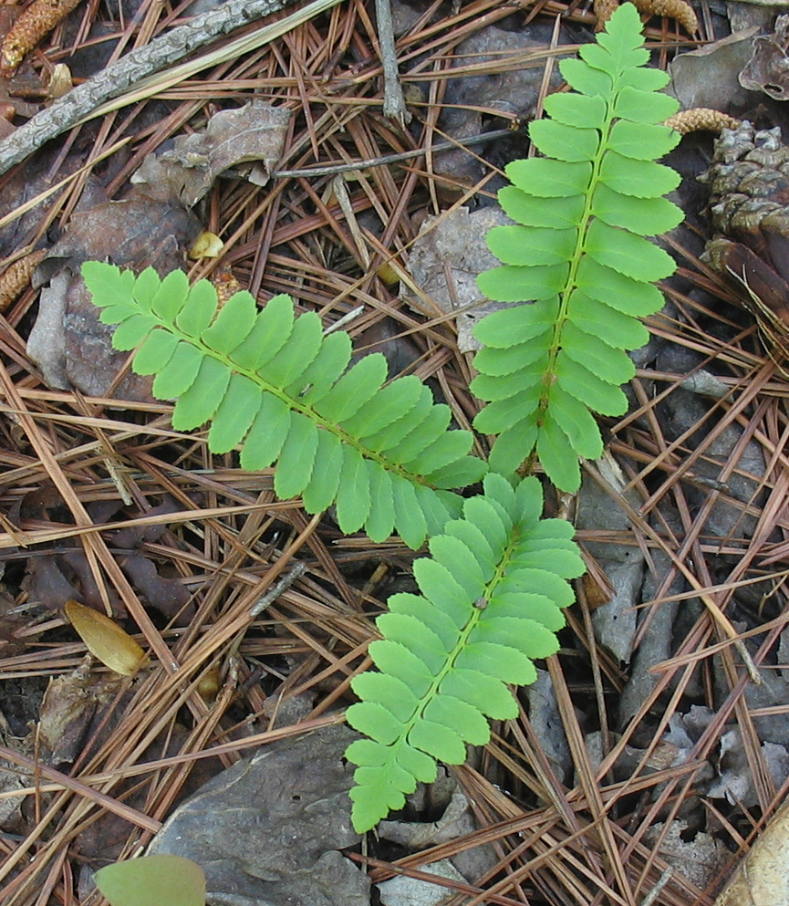 Using Georgia Native Plants: Ferns That Work For You Using Georgia Native Plants: Ferns That Work For You