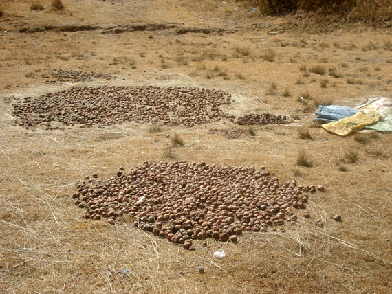 COMUNSXX: ELABORACION DEL CHUÑO Y LA TUNTA