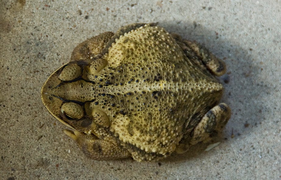 art & garden adventures: June 2014