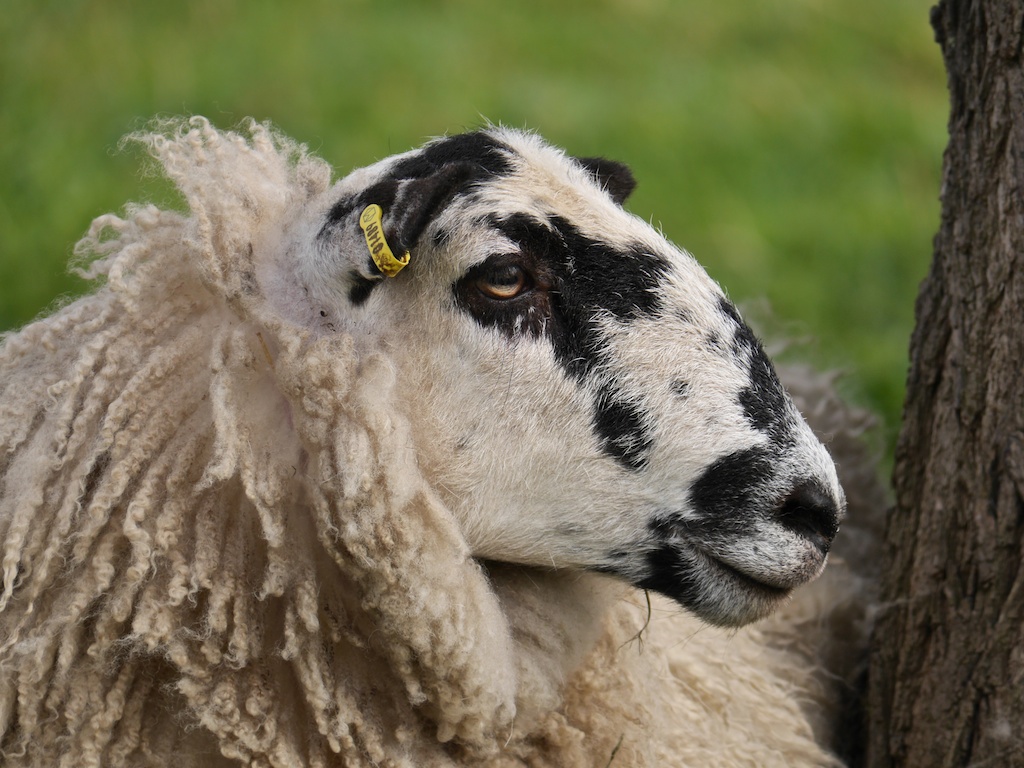 Roy's Nature Logbook: Mule Sheep
