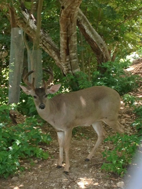 Anuncian el Primer Festival Cultural del Venado en Yucatán | Johnny ...