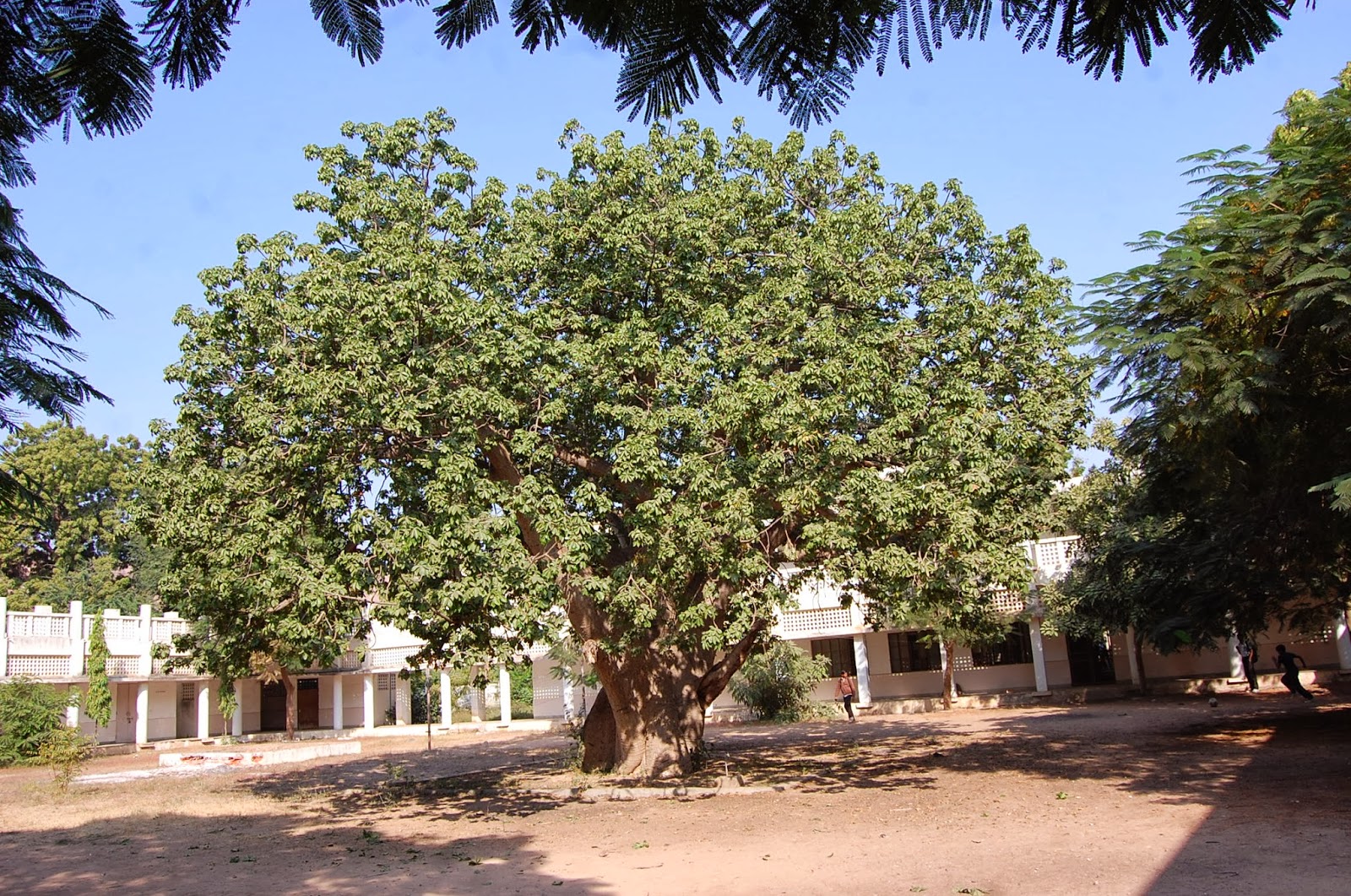Dayaram Jansari,Bhuj Kutch: Bhuj Kalpvruksh at Alfred high school, bhuj ...
