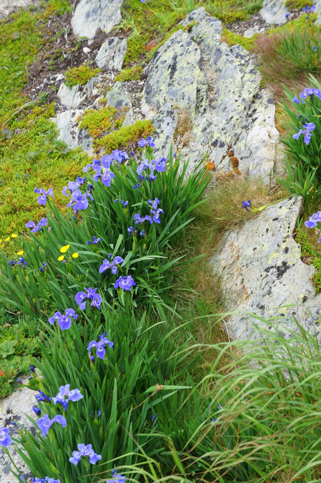 Bill and Nancy wandering: Newfoundland spring flowers